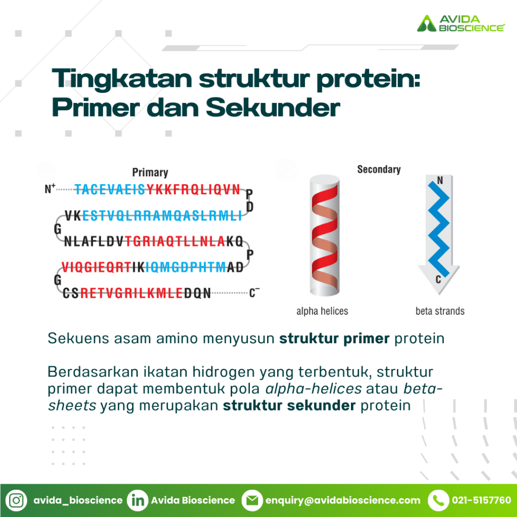 Struktur Protein dan Aplikasinya di Bioteknologi - AVIDA Bioscience