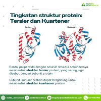 Struktur Protein dan Aplikasinya di Bioteknologi - AVIDA Bioscience