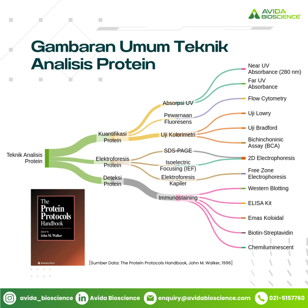 Teknik Analisis Protein (Overview) - AVIDA Bioscience