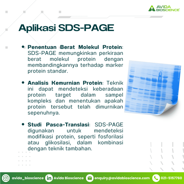 Elektroforesis untuk Analisis Protein - AVIDA Bioscience