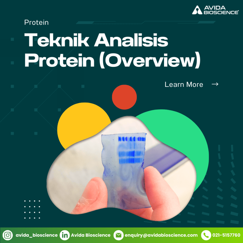Teknik Analisis Protein (Overview) - AVIDA Bioscience