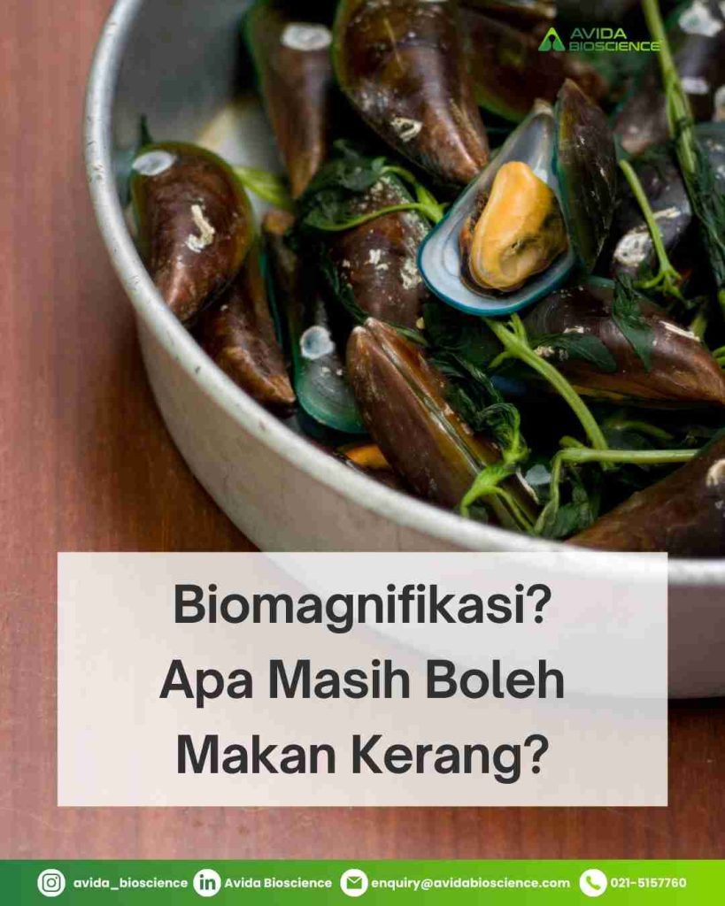 Biomagnifikasi? Apa Masih Boleh Makan Kerang? - AVIDA Bioscience