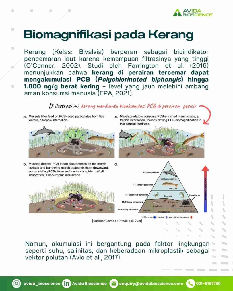 Biomagnifikasi? Apa Masih Boleh Makan Kerang? - AVIDA Bioscience