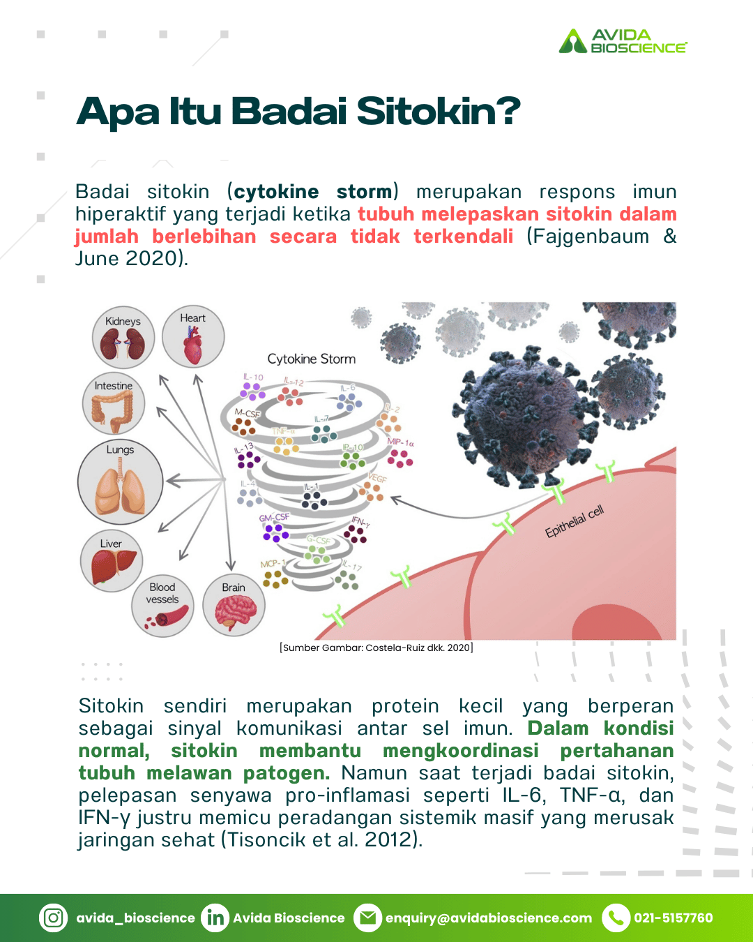 Berkenalan dengan Fenomena Badai Sitokin - AVIDA Bioscience